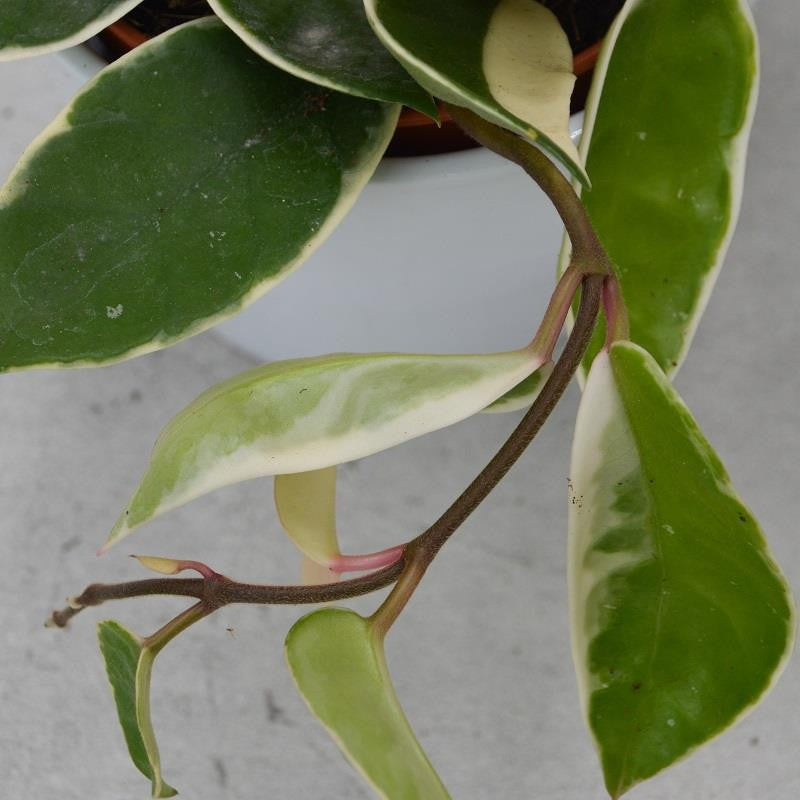 Hoya carnosa Krimson Queen Ø12cm - Online kaufen – PASIORA