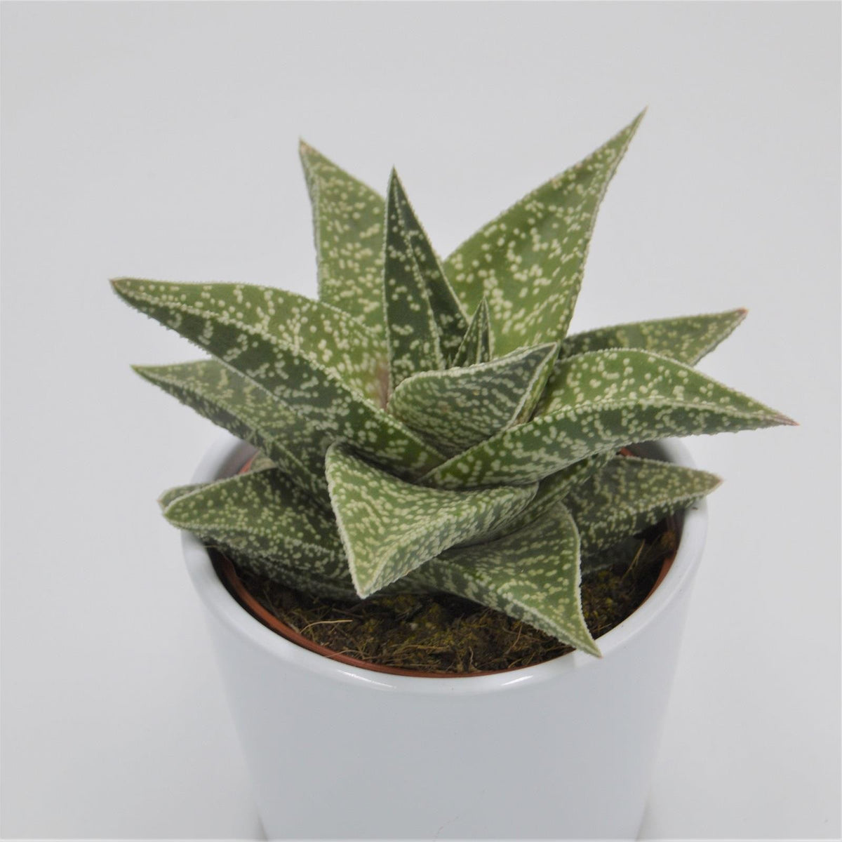 Aloe Aveo Ø10,5cm - Online kaufen – PASIORA