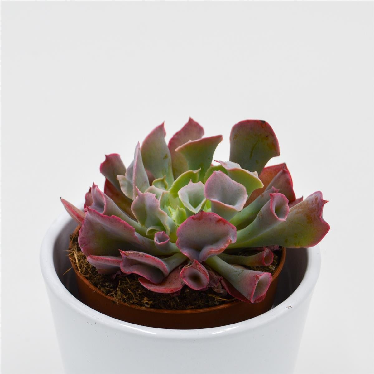 Echeveria Trumpet Pinky Short Ø8,5cm - Hier bestellen – PASIORA