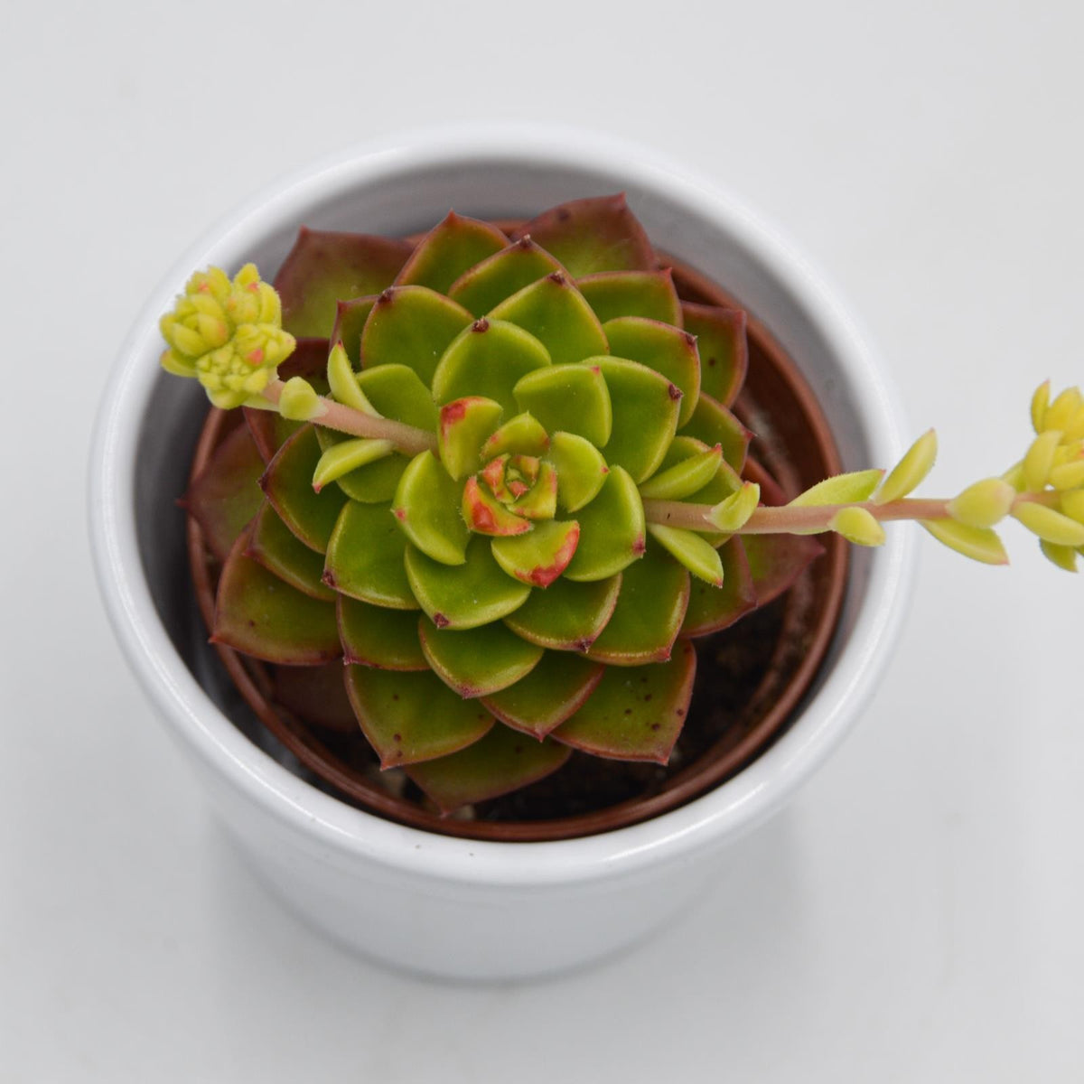 x Sedeveria Letitzia f. variegata Ø6cm - Hier entdecken – PASIORA
