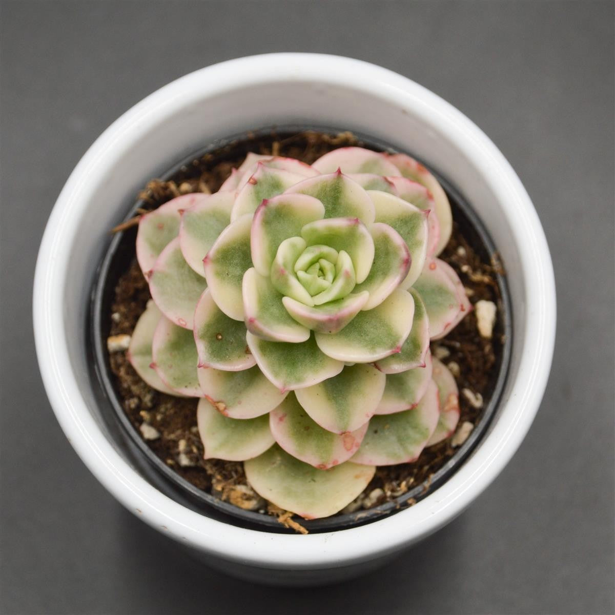 x Sedeveria Rolly f. variegata Ø6cm - Online kaufen – PASIORA